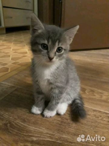 Отдам котенка