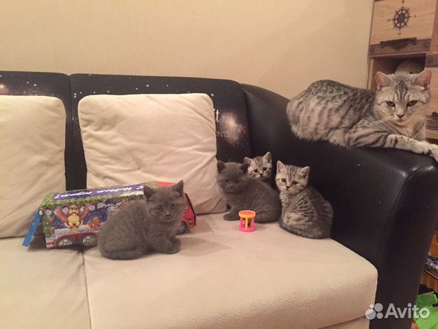 Британские котята