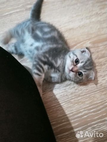 Британские киски