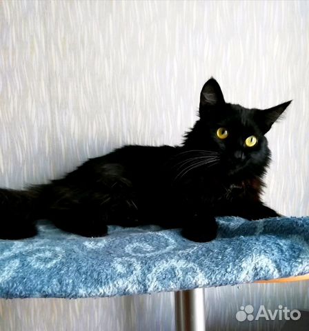 Кот