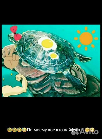 Черепаха