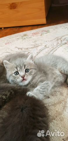 Очаровательные шотландские метисики