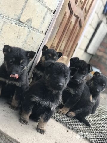 Немецкая овчарка