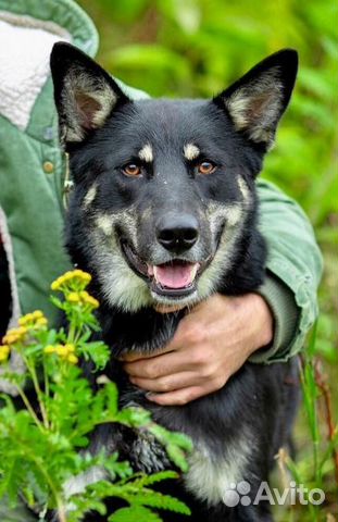 Необыкновенный красавец Цезарь в самые лучшие руки