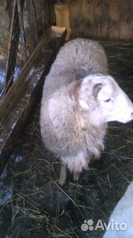 Катумский баран