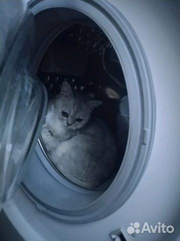 Кот на случку с вашей кошкой