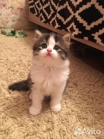 Котёнок шотландская порода