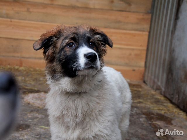 Симбо в добрые ручки