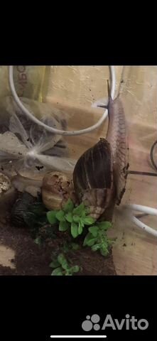 Улитка Ахатина