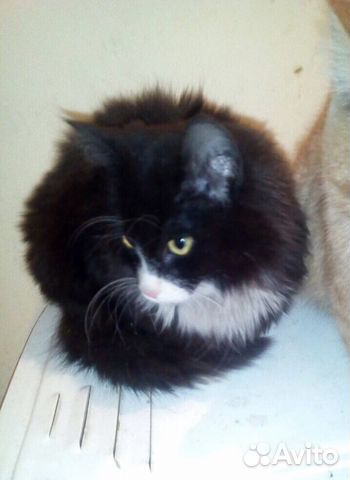 Котятам нужен дом