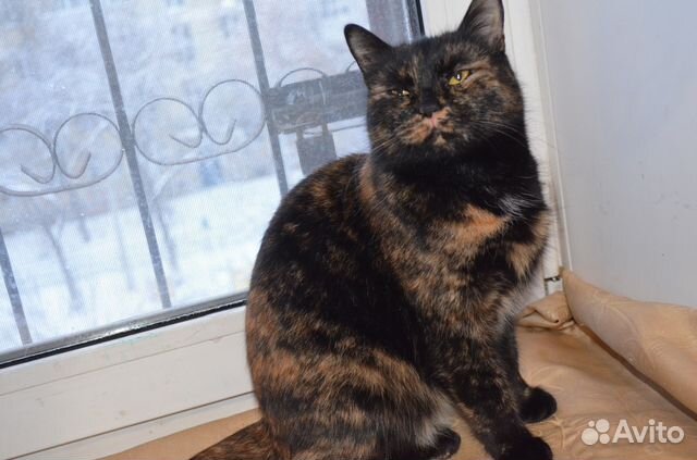 Трехцветное счастье в добрые руки