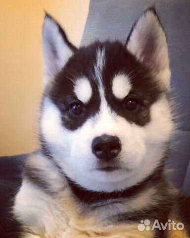 Сибирский хаски, 3 мальчика, 1 гетерохромная девоч