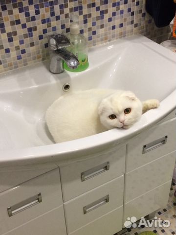 Кот хочет кошечку