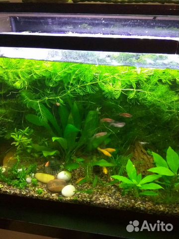 Растения для аквариума, прополка, роголистник