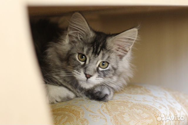 Котята породы мейн-кун