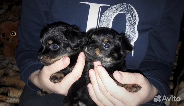 Продам щенков русского длинношерстного Той-терьера