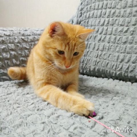 Рыжий, но не бесстыжий кот ищет дом