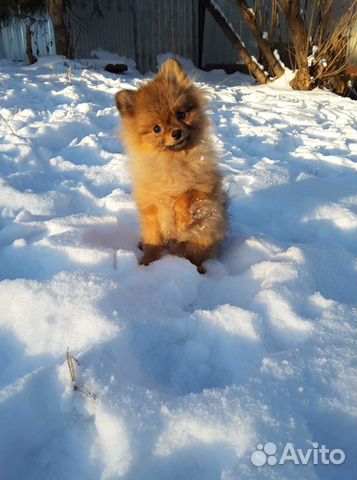 Милые пушистики