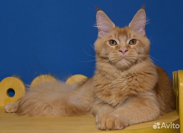 Кот Мейн кун Айс