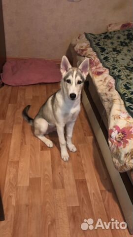 Сибирский хаски