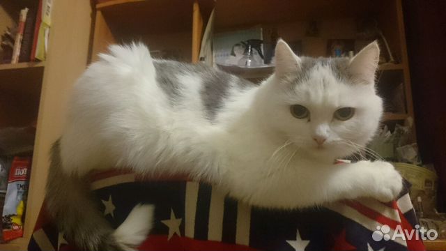 Кошечка найденышь