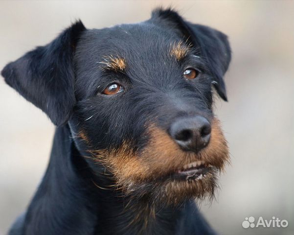 Пропала собака. Ягдтерьер