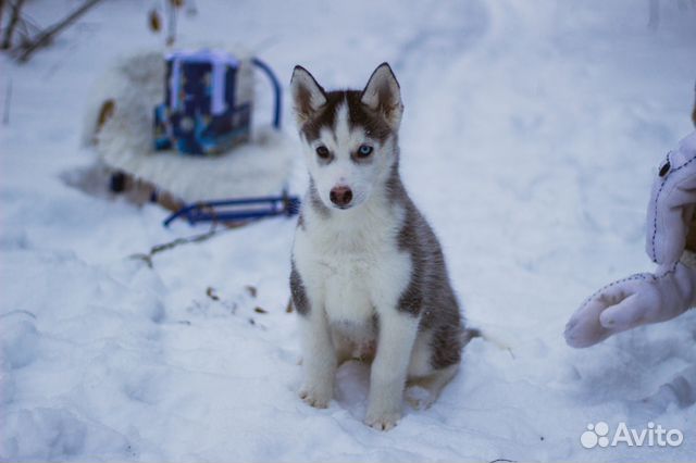 Продается милый мальчик