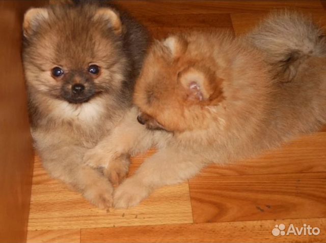 Миниатюрные померанские щеночки