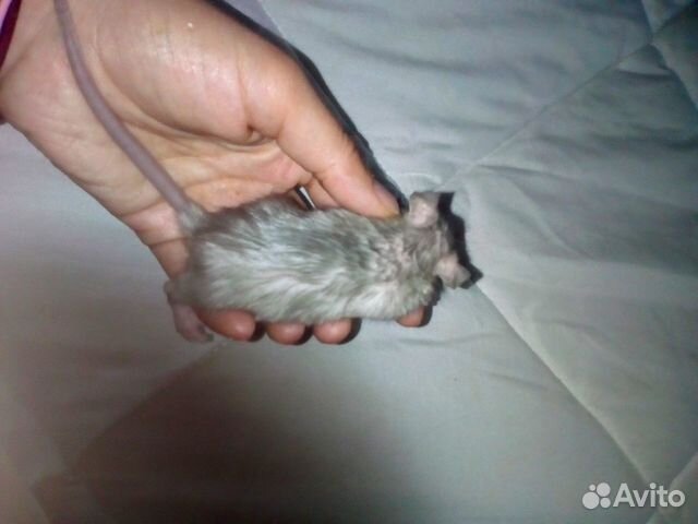 Крысята разноцветные