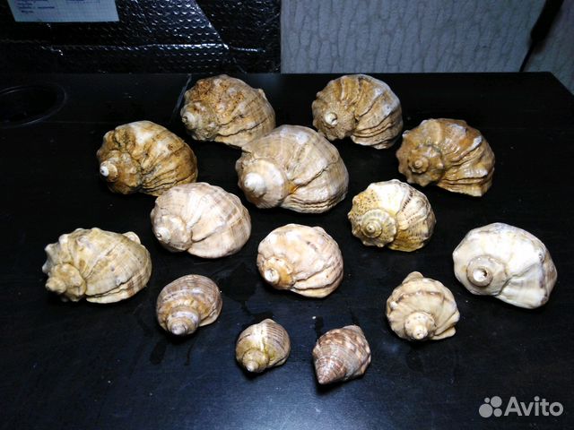Ракушки для декора