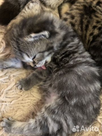 Вислоухие шотландские котятки