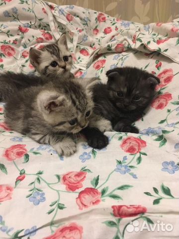 Шотландские котята