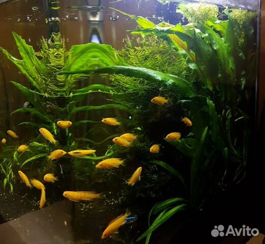 Мальки лабидохромис еллоу