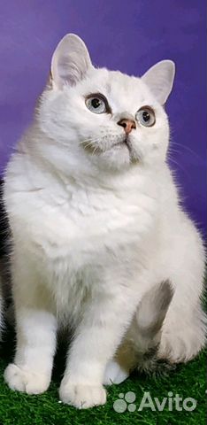 Британский кот 6