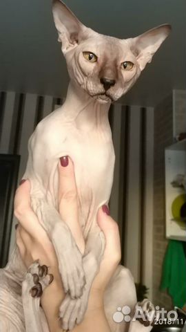 Котята петерболдов Матюши и Фуши