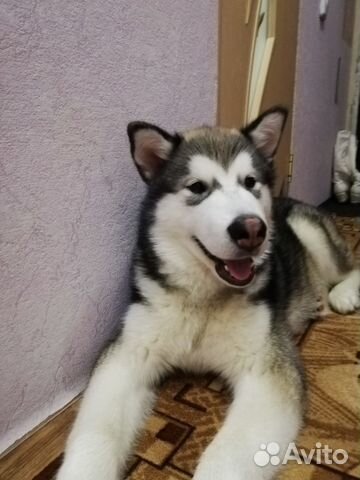 Щенок маламута