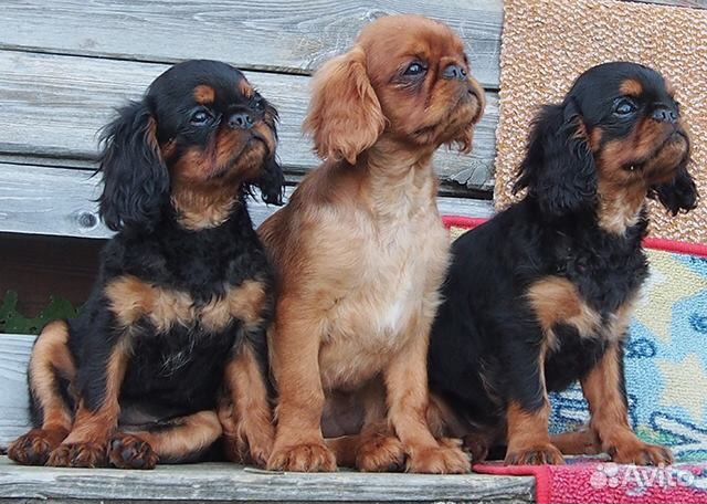 Девочки английского той спаниеля