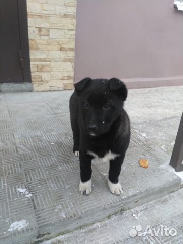 Бездомные щенки ищут дом