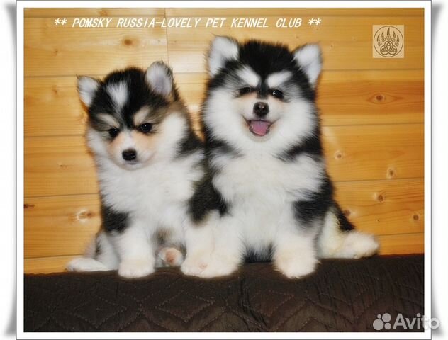 Помски лучшие мини щенки