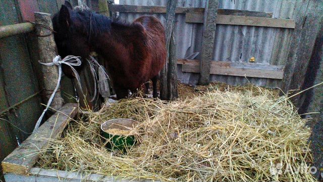 Жеребёнок 8 месяцев и телочки 9 месяцев