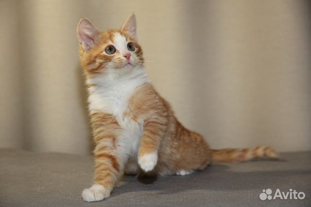 Яркий рыжий котенок мальчик в дар