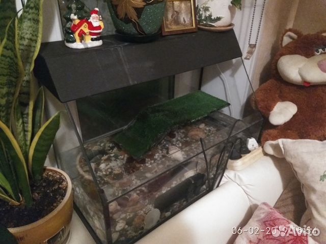 Желтоухие черепахи + допы