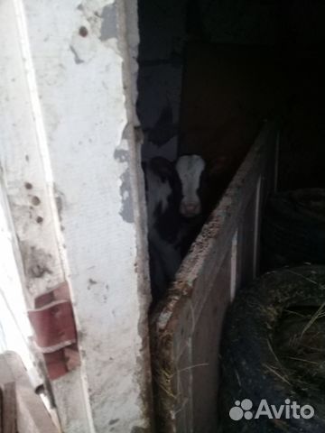 Продам телочку