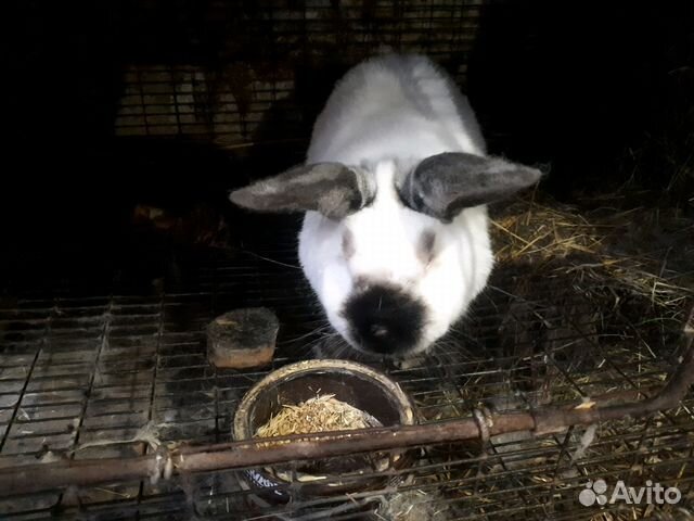 Калифорнийский