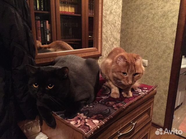 Британец и рыжий симпатяга