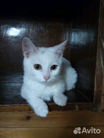 Полностью белые кот и кошка