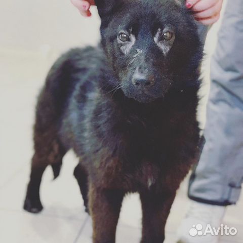 Пристраивается щенок Банан