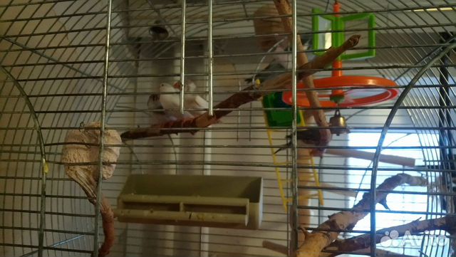 4 зебровые амадины