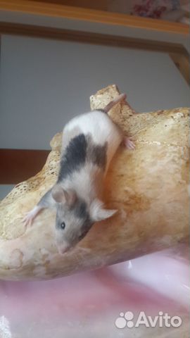 Мышата декоративные Триколор