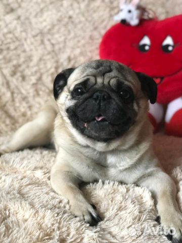 Мопс приглашает на свидание